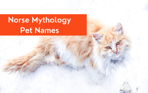 82 Norse Mythology Names for Dogs, Cats & Other Pets
